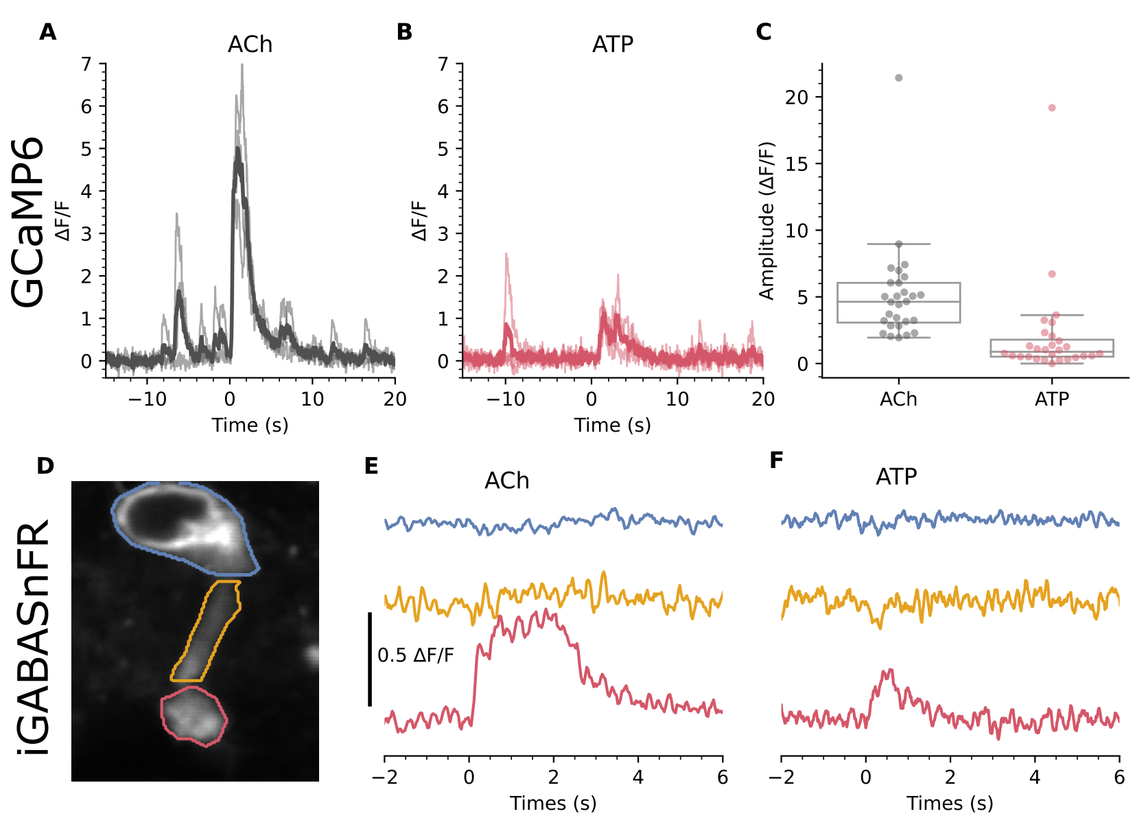 Spinal Sensory Neurons with novel action potentials | Computations in ...